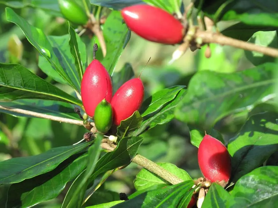 Aeron gwych (synsepalum dulcificum)