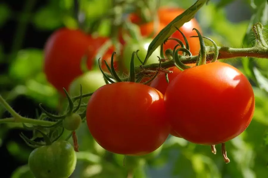 Siapa penandatangan tomato?