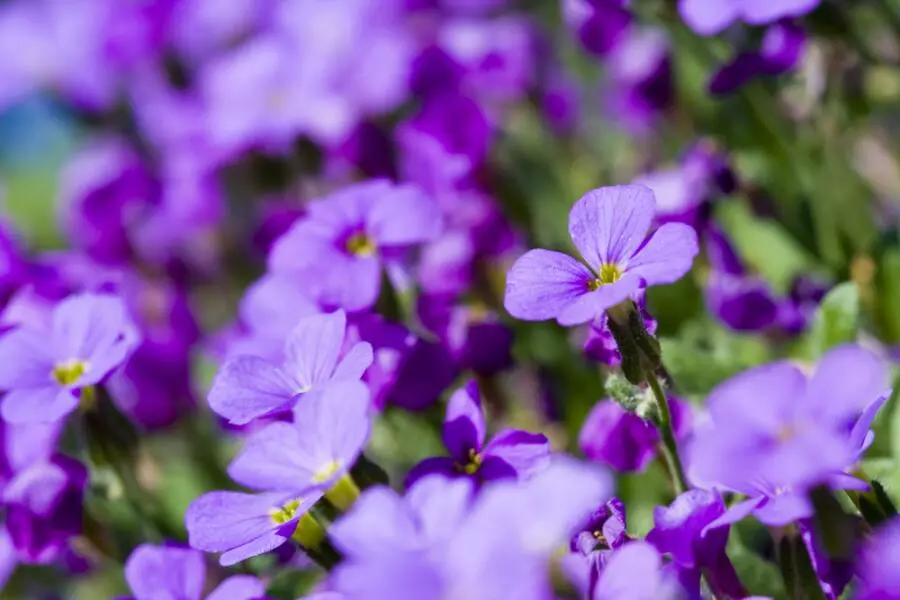 Apa violet lebih cantik - Perancis atau gunung?