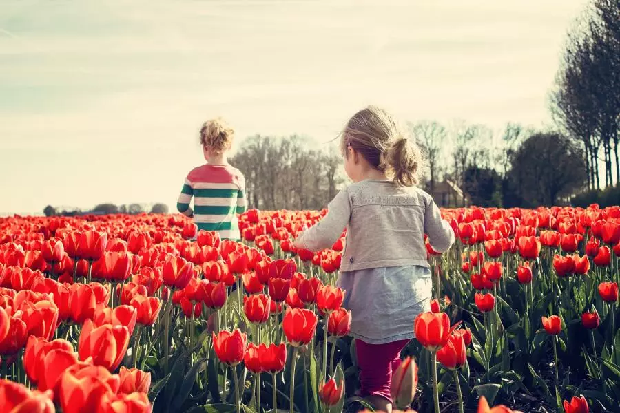 Meriv çawa tulips mezin dike? Çend sekretên agroteknolojiyê