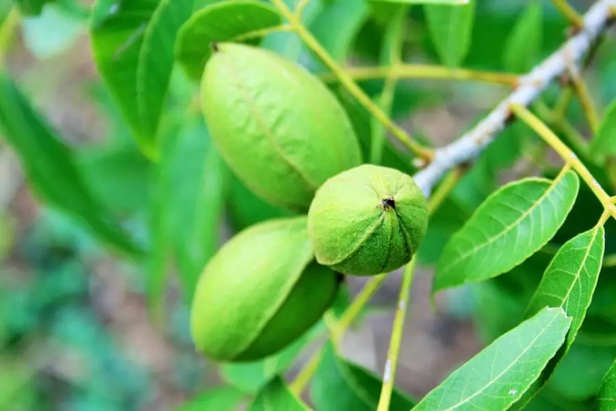 Yintoni i-Pikan enomdla - i-walnut ngokungcangcazela kweecookies?