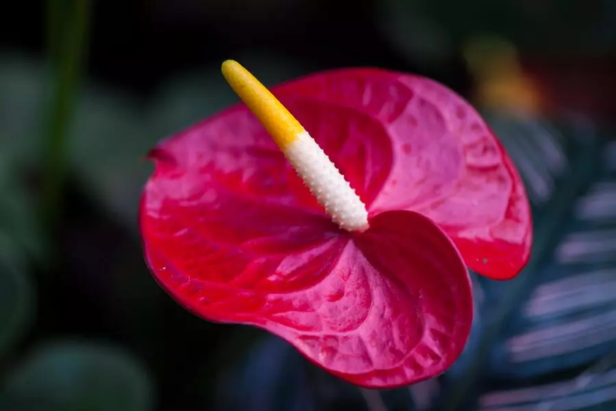 Anthurium - kembang kanggo pria. Apa sing dikalahake dheweke ing kembang kembang kembang?