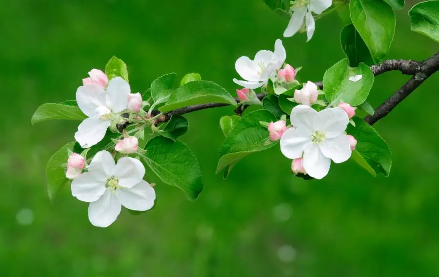 Árvores de maçã de floração