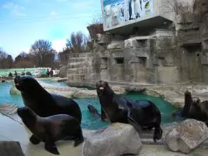 Im Zoo versuchen Seelöwen, mit den Besuchern Kontakt aufzunehmen