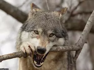 Дали страдат сивия вълк? Древен символизъм на изображението 37480_2
