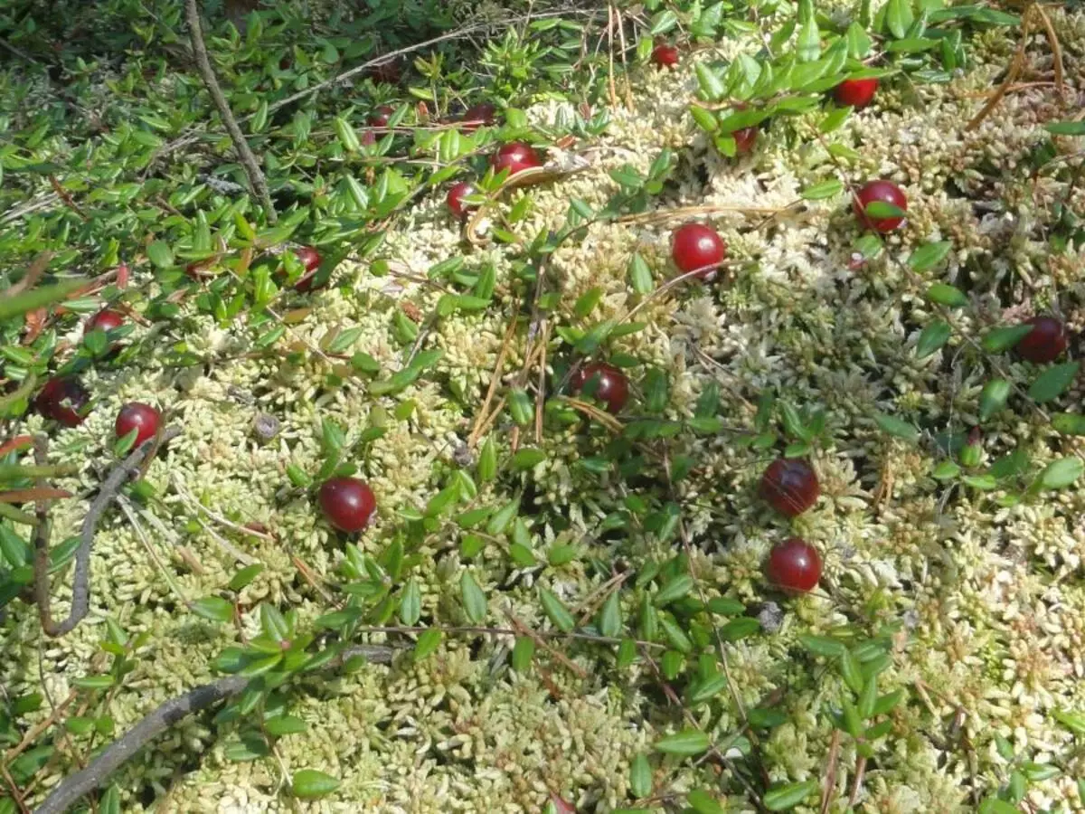 Cranberry biasa (oksicinium oxycoccos)