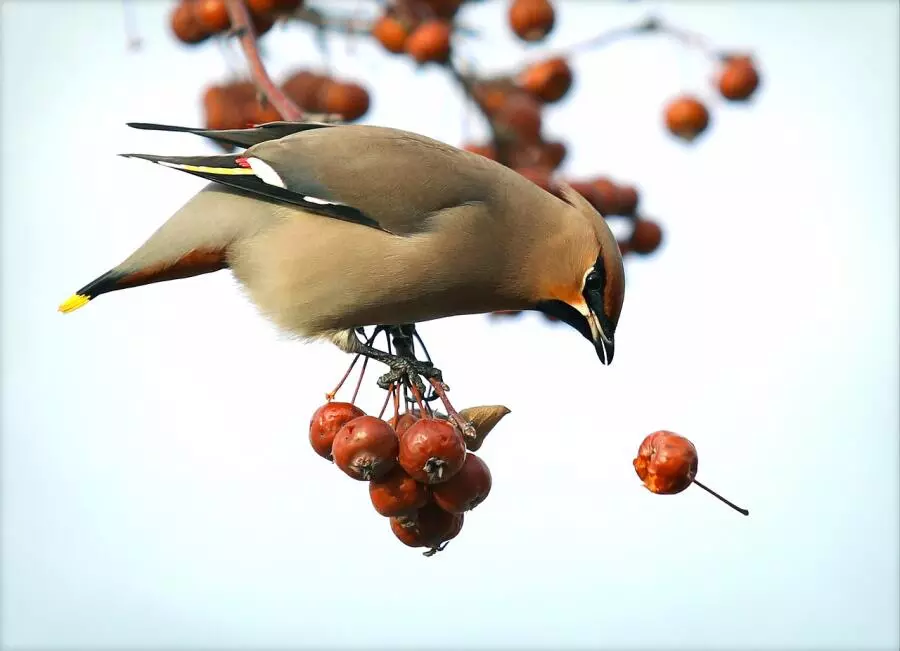 Under what problems with health will help a hawthorn?