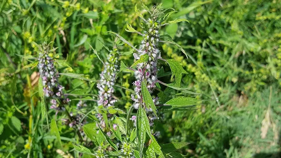 Motherwort.