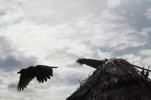 Black Raven, kedu ihe ị na-aga? 37652_1