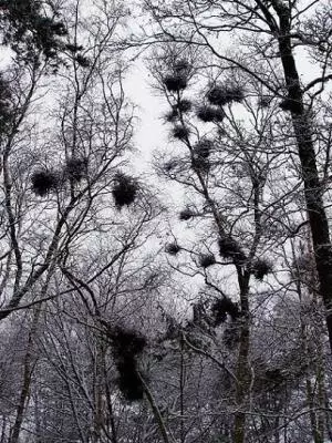 سیاه و سفید، چه اتفاقی می افتد؟ .. تصویر نمادگرایی باستانی 37652_2