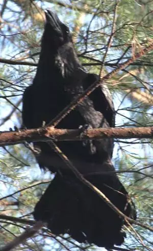 Black Raven, cosa stai andando? .. Immagine di simbolismo antico 37652_3