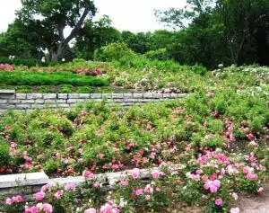 Rose Garden.