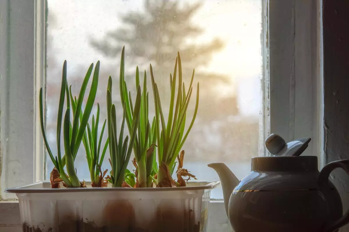 Come coltivare un fiocco verde nell'appartamento?