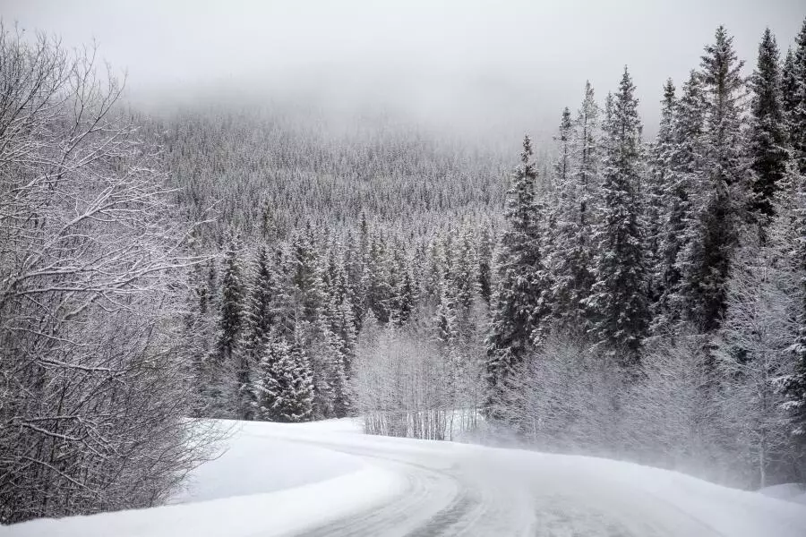 Vim li cas thiaj nyob hauv cov tsiaj qus ntawm Siberian hav zoov nyiag cov daus? Caij tsheb kauj vab ntawm qub rau overester.