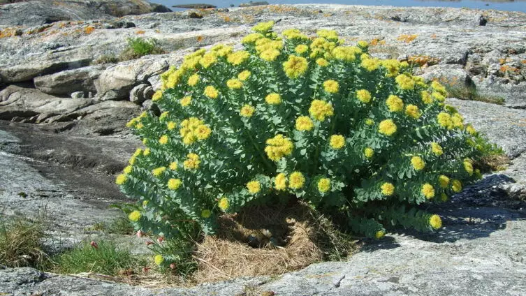 Almennt útsýni yfir Blooming Plant Rhodiola Pink (Golden Root). Noregur