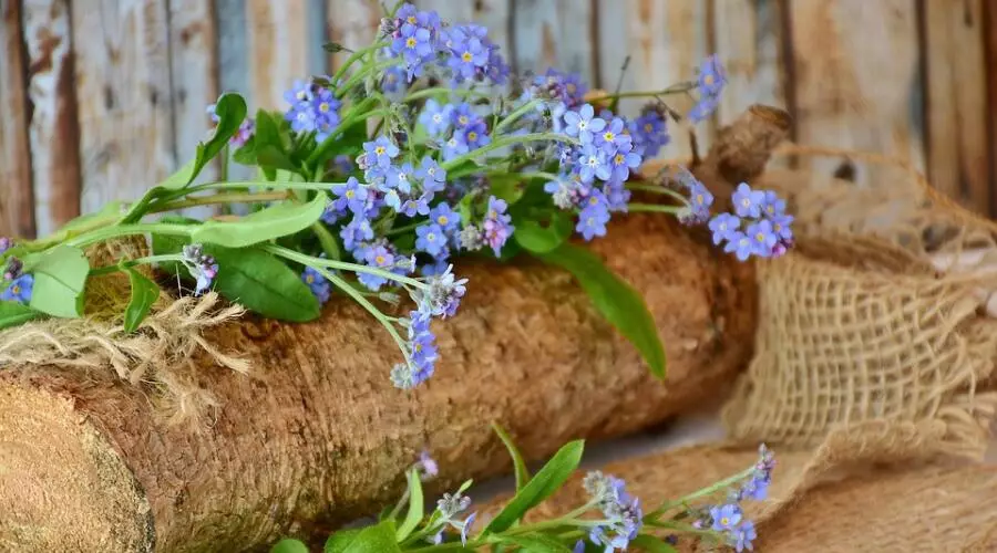 Come coltivare non dimenticare-non in giardino?