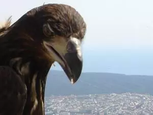 Como se converteu na aguia nun paxaro zarista? Imaxe do simbolismo 38161_2