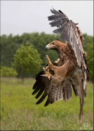 چگونه عقاب تبدیل به یک پرنده تزاریست شد؟ تصویر نماد 38161_3