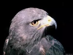 Kako je Eagle postao Tsaristi ptica? Slika simbolizma 38161_5