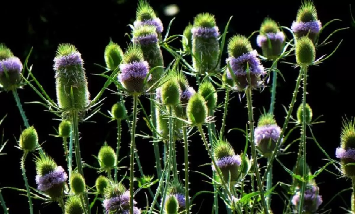 Teasel