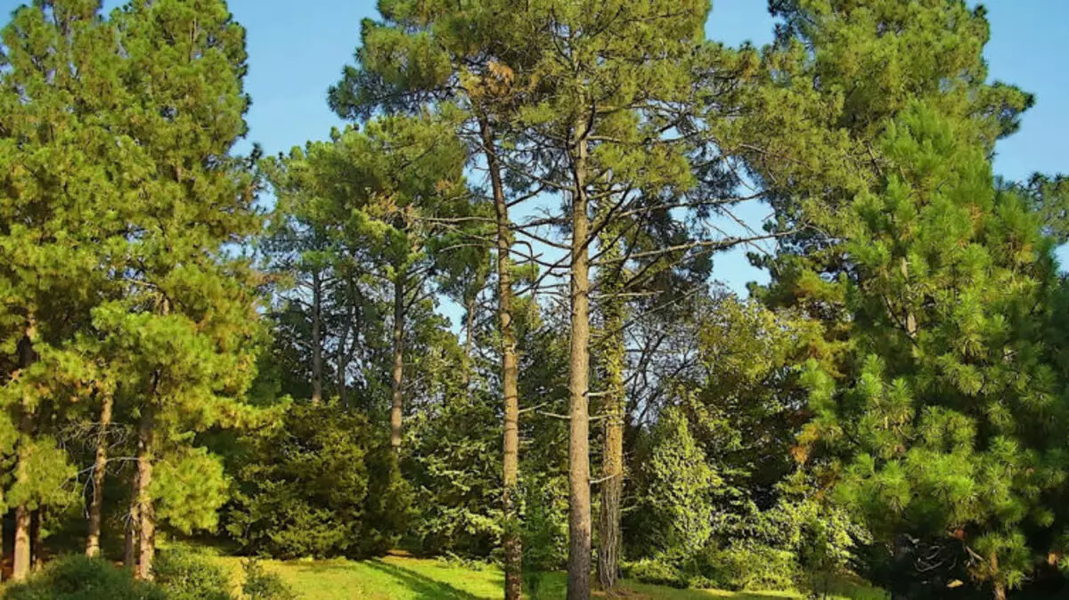 çam faydalı hansılardır?