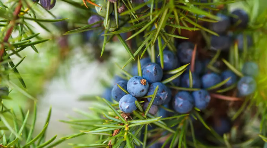 Τι είναι το Juniper;