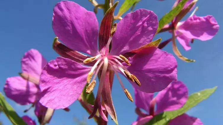 伊万茶花