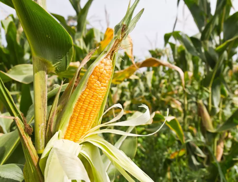 Lapangan Qben - Jagung. Apa sing bisa disiapake? Sing paling gampang yaiku jagung sing digodhog!