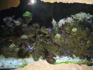 Korali reef