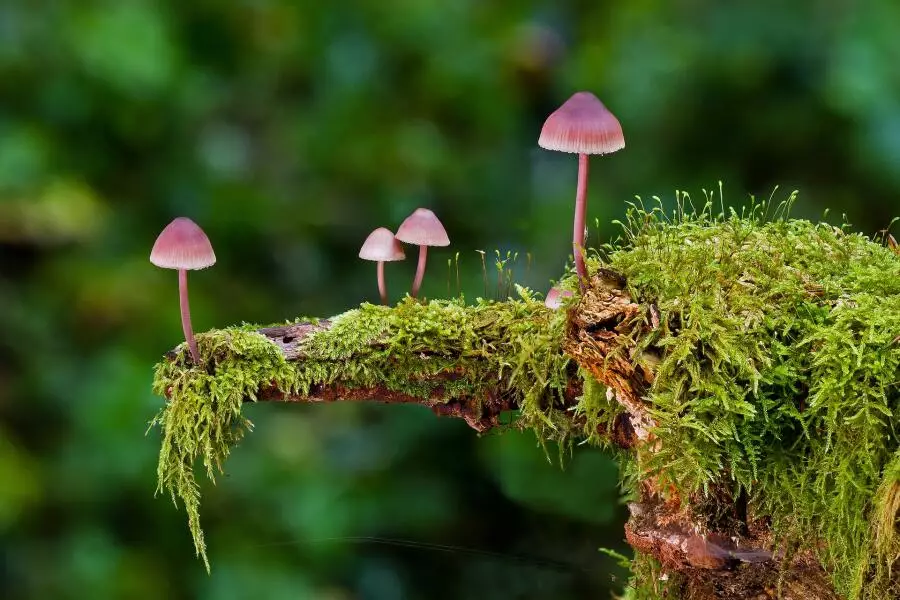 ¿Qué champiñones forestales son comestibles?