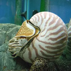 Mollusk.