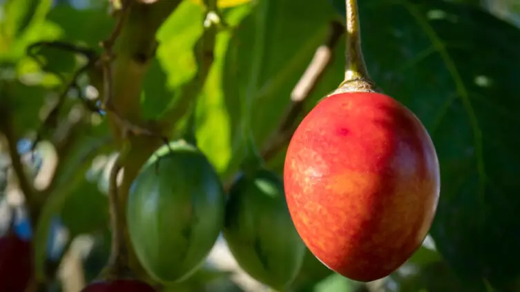 Tomato Tree