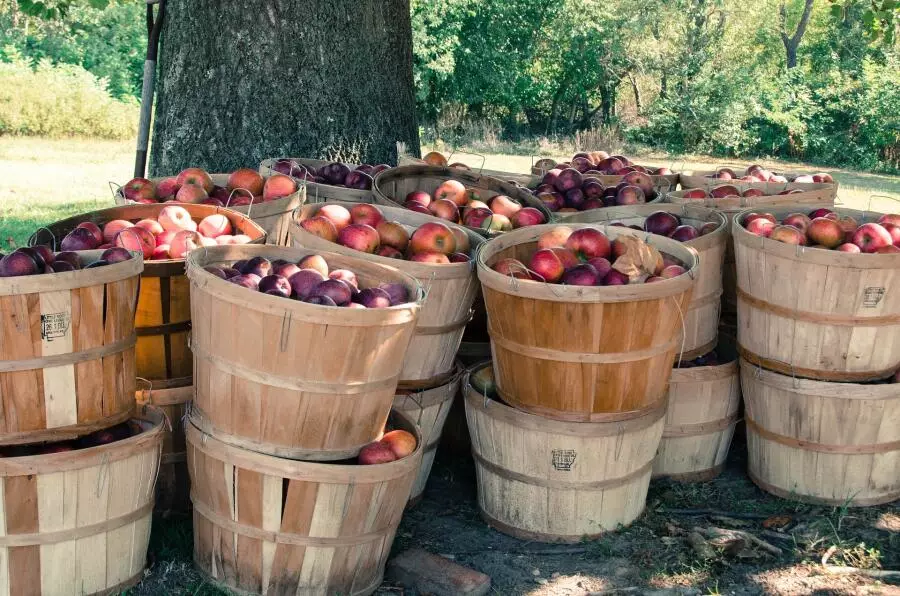 Jak používat Apple ocet v kosmetologii? 40761_1