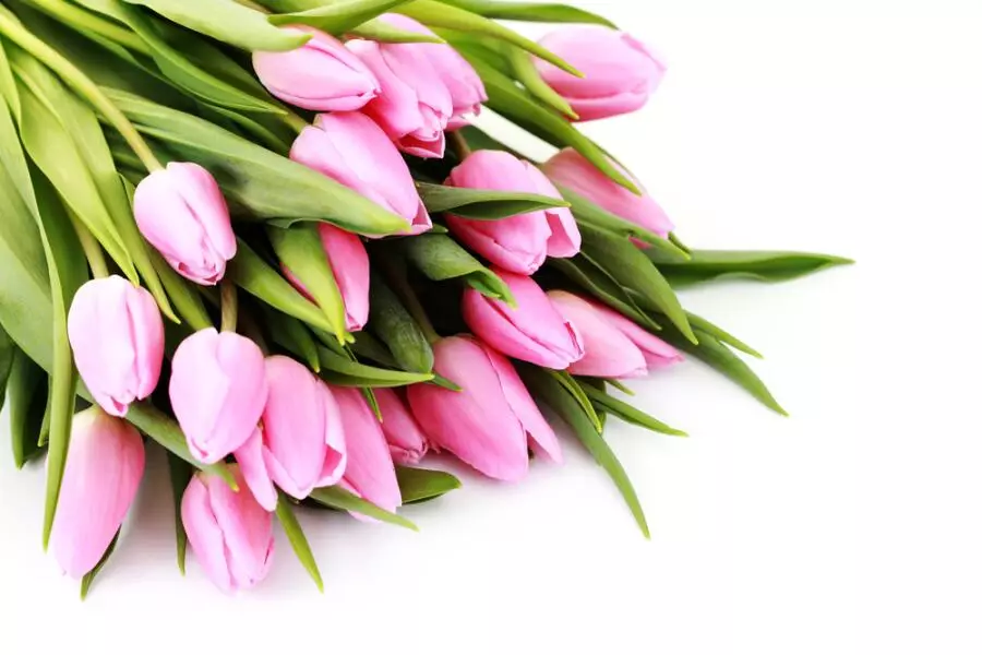 როგორ იზრდება tulips სახლში?