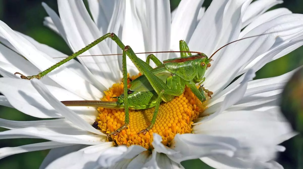 Lumea insectelor. Ce și cum "Kud" Grasshopper?