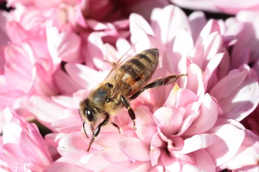 Sa malusog na nutrisyon, ang honey relationship ay hindi