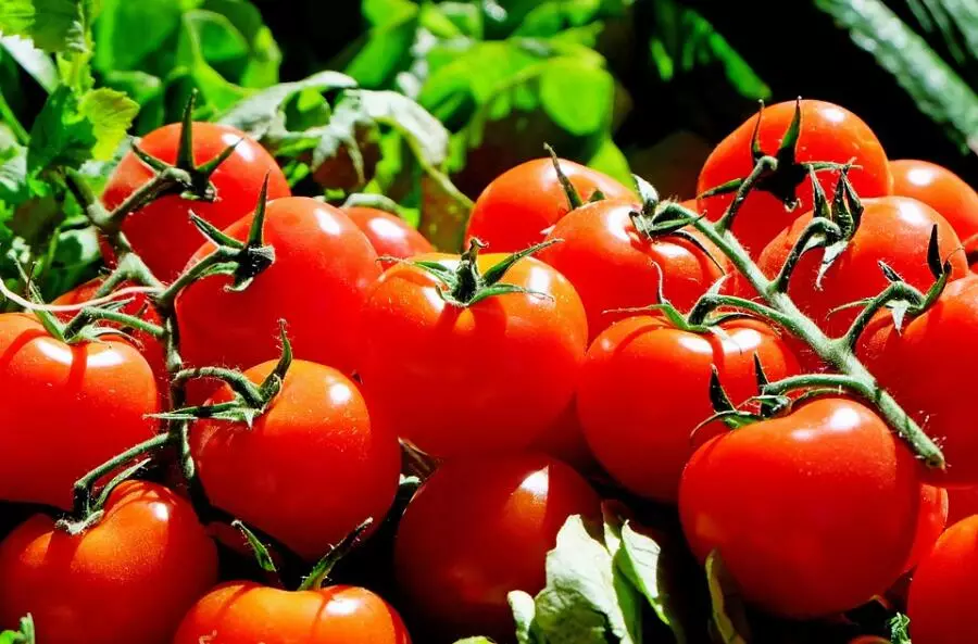 Kuidas valida punaste tomatite?