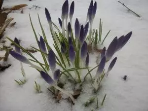 Első crocuses