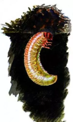 Larva Bearle