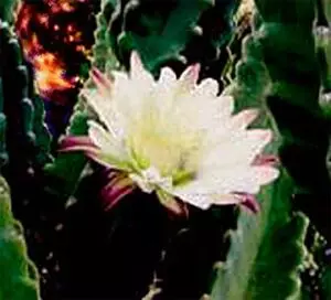 Tubera Steenaceur Flowers.