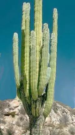 Pahuceeus Pringla.