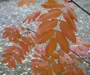 Depressie herfst? Laten we de gedichten van Yesenin openen ... 44157_2