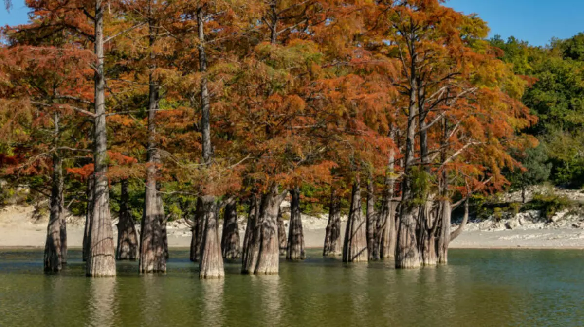 Taxodium Dwbl, neu Cyffredin Cypress Marsh