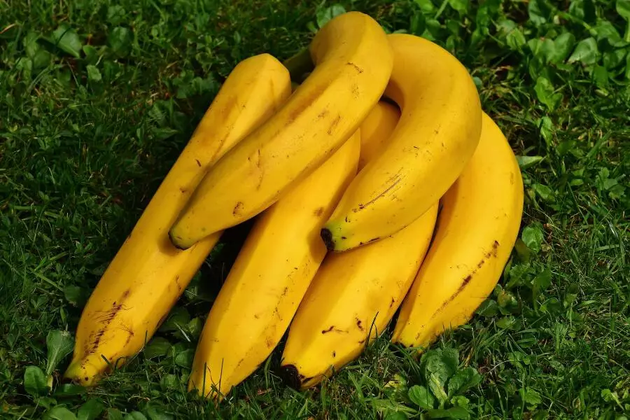 É possível ser tratado por bananas?
