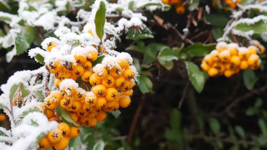 Kepiye nggunakake buckthorn laut beku ing mangsa?