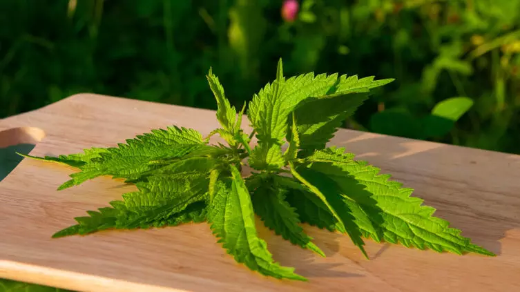 What is good nettle and what can you cook from it?