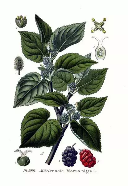 Mulberry Black. Igishushanyo cya Botanical cyigitabo A. Maskle Atlas Des Pestes de france, 1891