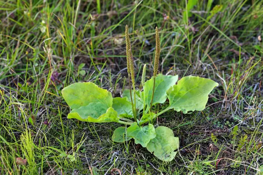 ምን ለሕክምና ንብረቶች አንድ plantain አለን?