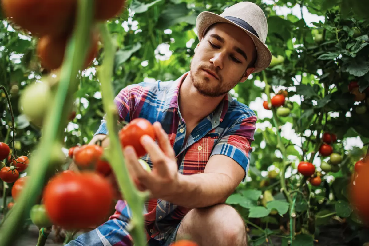 Cum să crească plantele într-o seră?