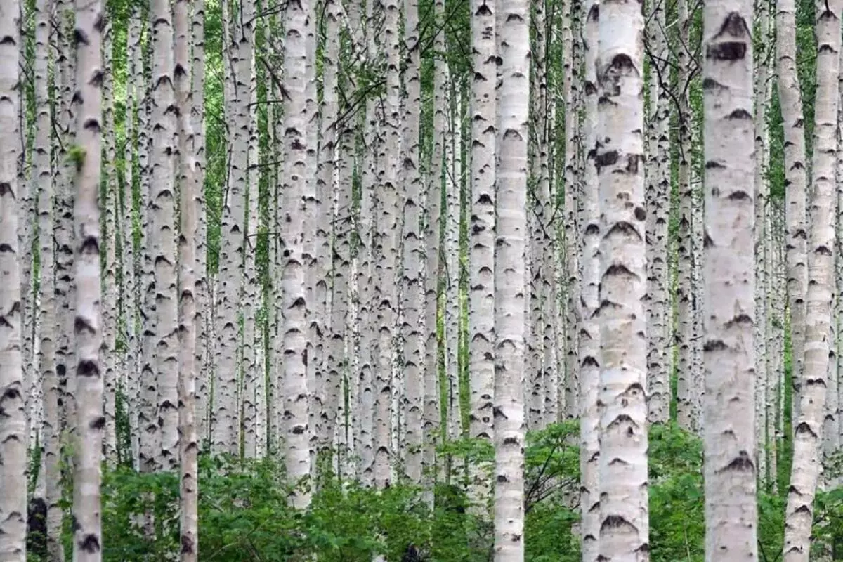 Hoe birch-bladeren te gebruiken om gezondheidsproblemen op te lossen?